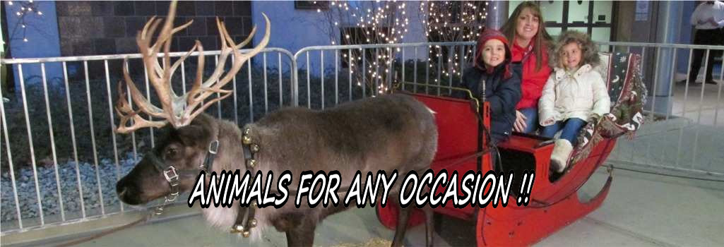 Christmas Reindeer Rentals in Ohio - Holiday Nativity Displays | Jungle ...